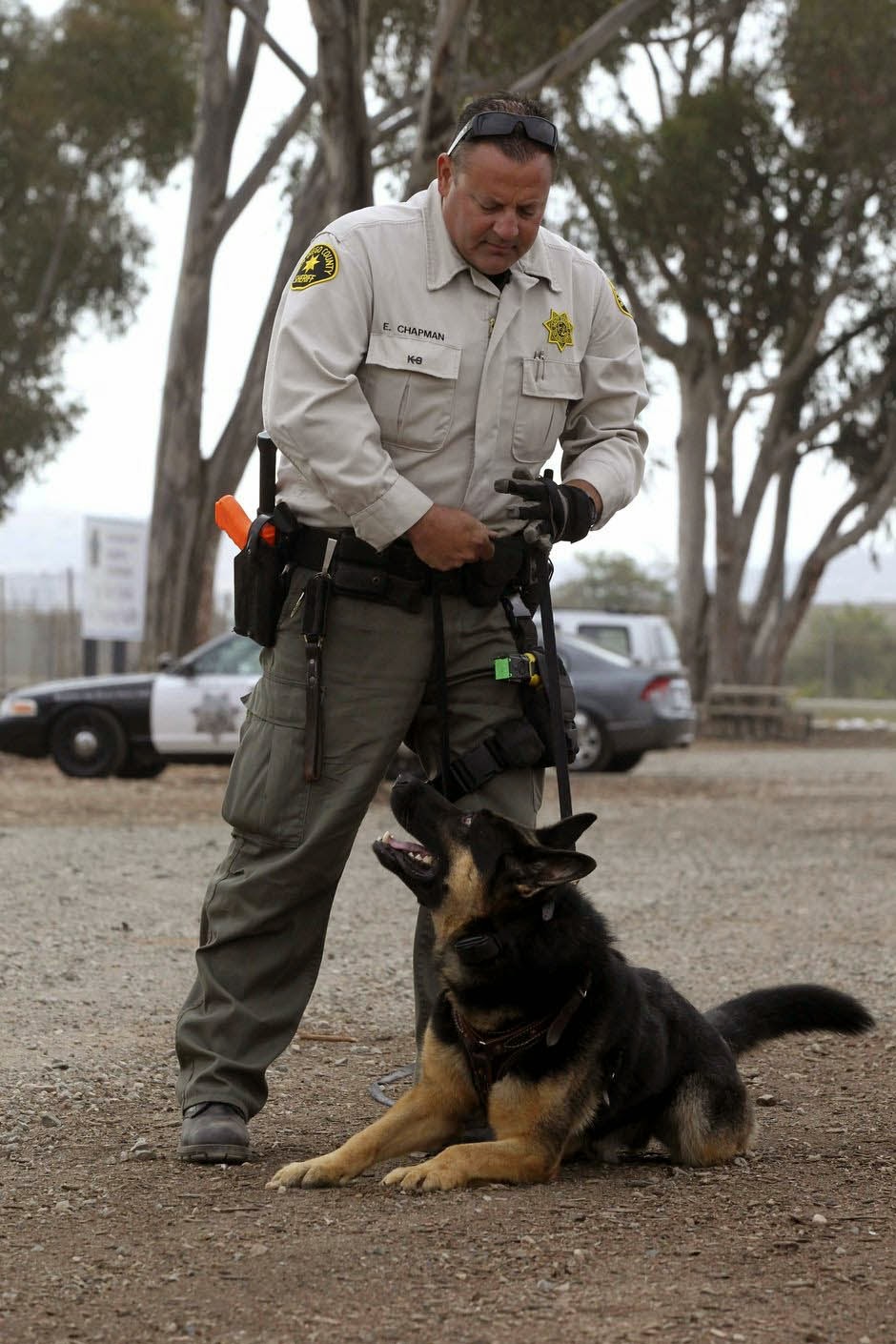 Four legged friends (and enemies): Sheriff’s patrol dog is war veteran