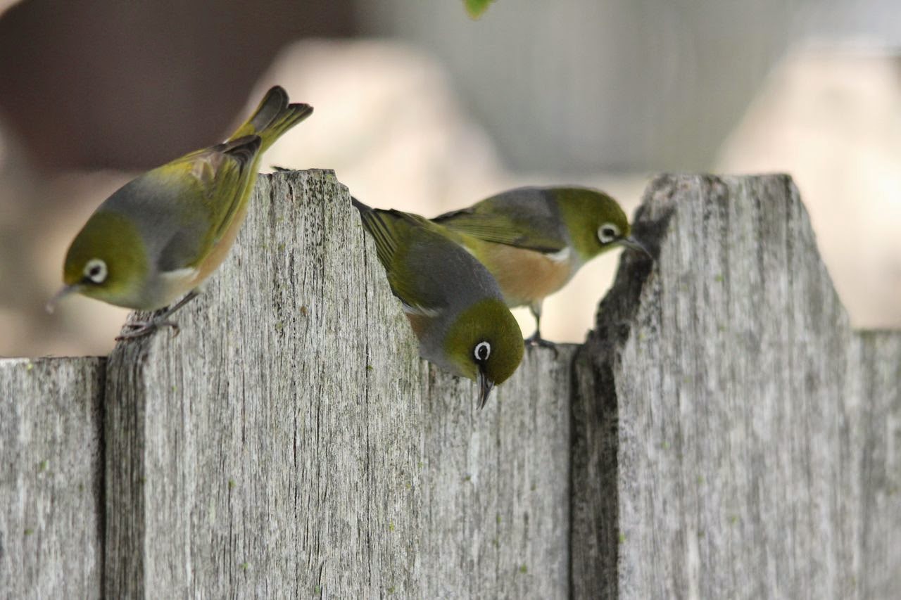 Pete's Flap Birding Aus: The amazing Tasmanian Silvereye!