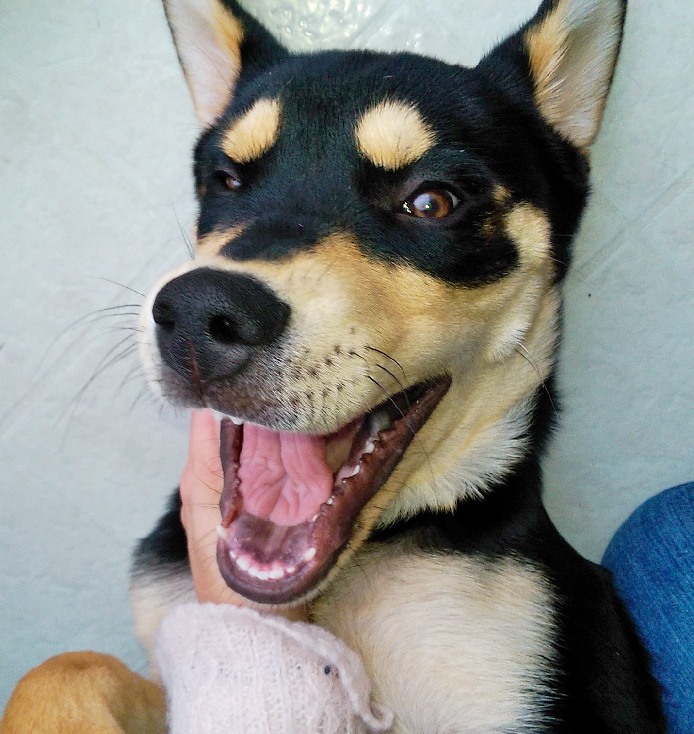 Rottsky = Rottweiler + Husky: Creepy Puppy