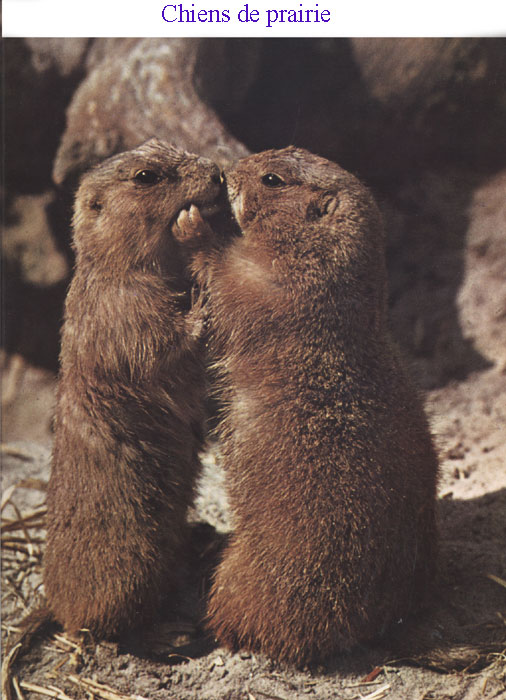 Marubricabrac: Chien de prairie