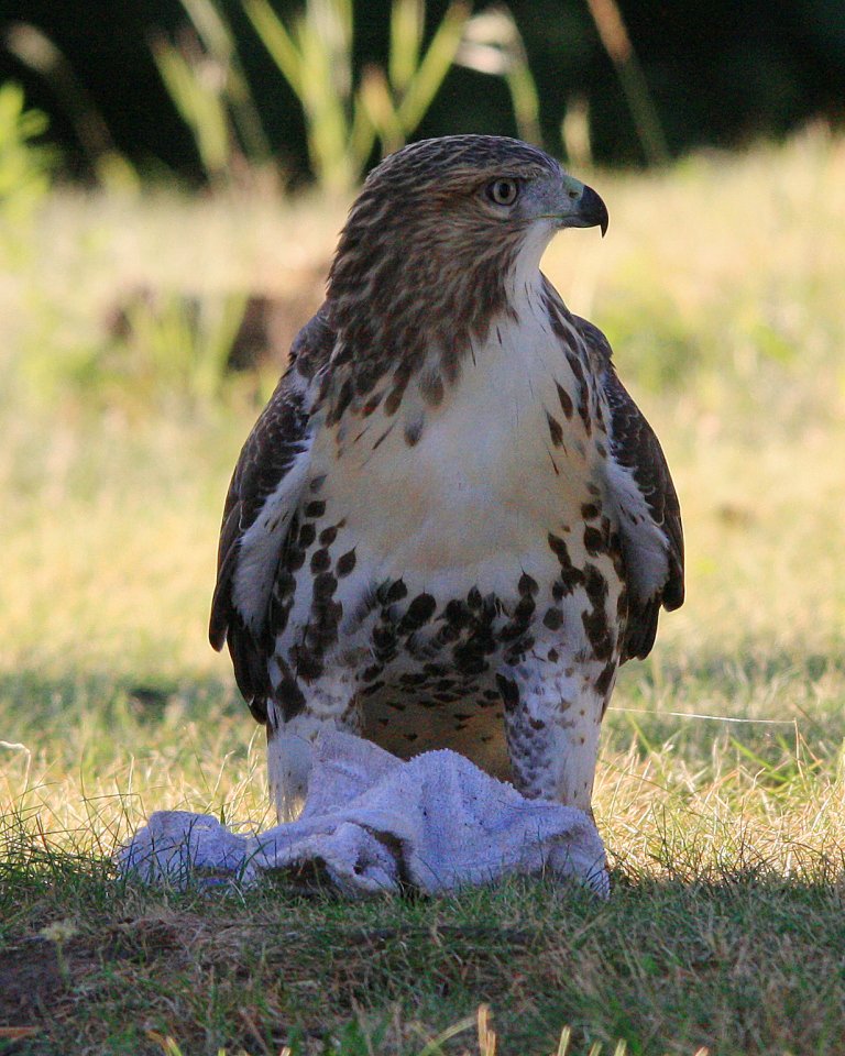 Hawkwatch at the Franklin Institute: More on #3 and Part 1 of an ...