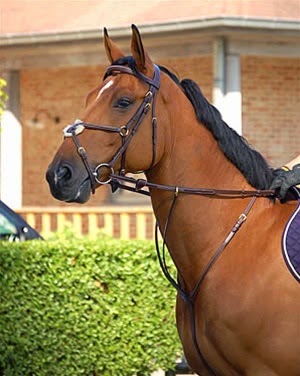 Horse Life and Love: Bits & Martingales