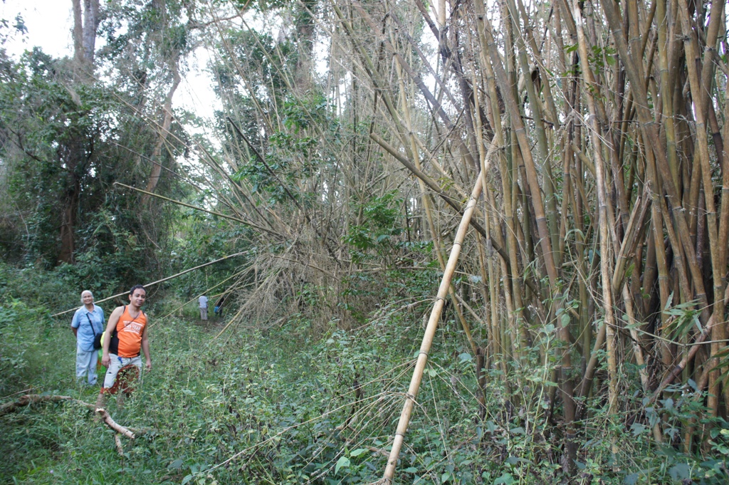 OUR PHILIPPINE TREES: A Bamboo with Flowers!