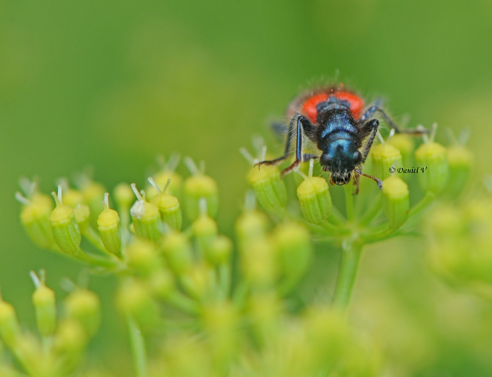 Macrophoto plaisir passion: Le clairon des abeilles, trichodes apiarius
