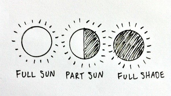 Garden on Boulevard: Flowers Anyone Can Grow