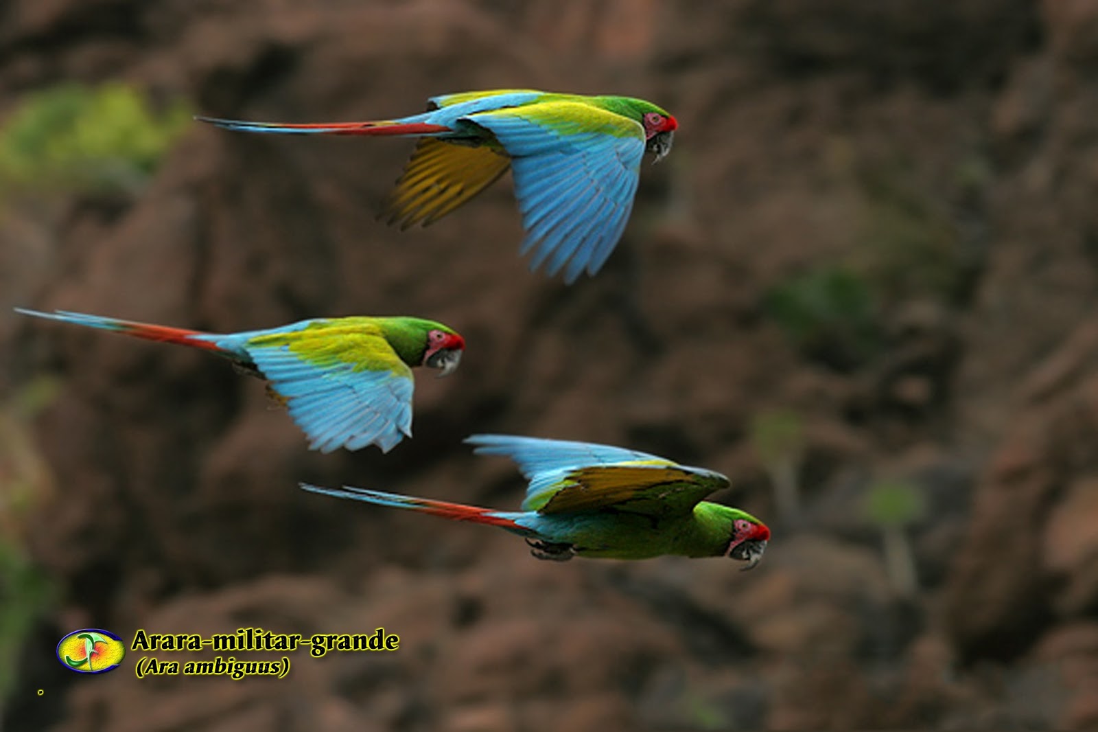 ORNITOLOGIA: Arara-militar-grande (Ara ambiguus)