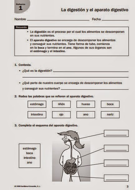 actividades recreativas: EL SISTEMA DIGESTIVO