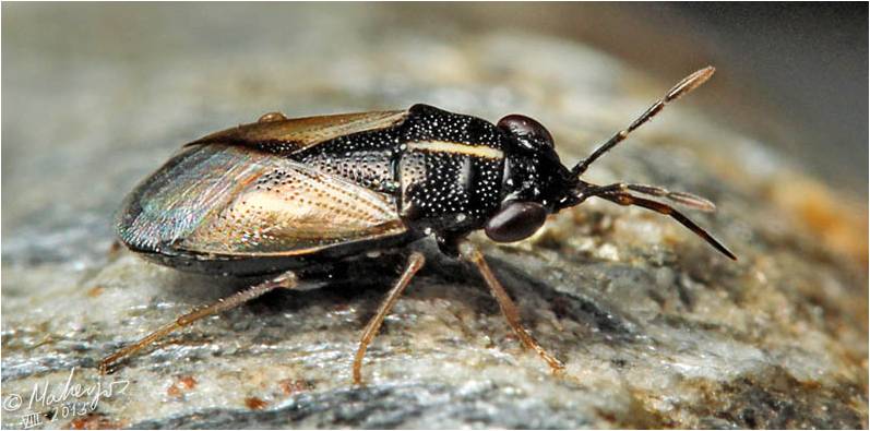 Biodiversidad Costa Granadina y ... (Fauna): Chinche veteada (Geocoris ...