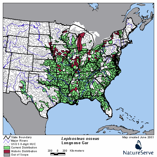 Mahamaya Hiko: jenis-jenis GAR fish (ikan aligator)