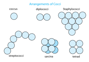 Laboratorio 4ºb: Morfología de cocos