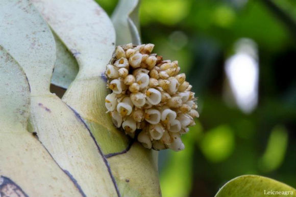 Wild orchids in sumatra: Agrostophyllum lampongense J.J.Sm., 1928