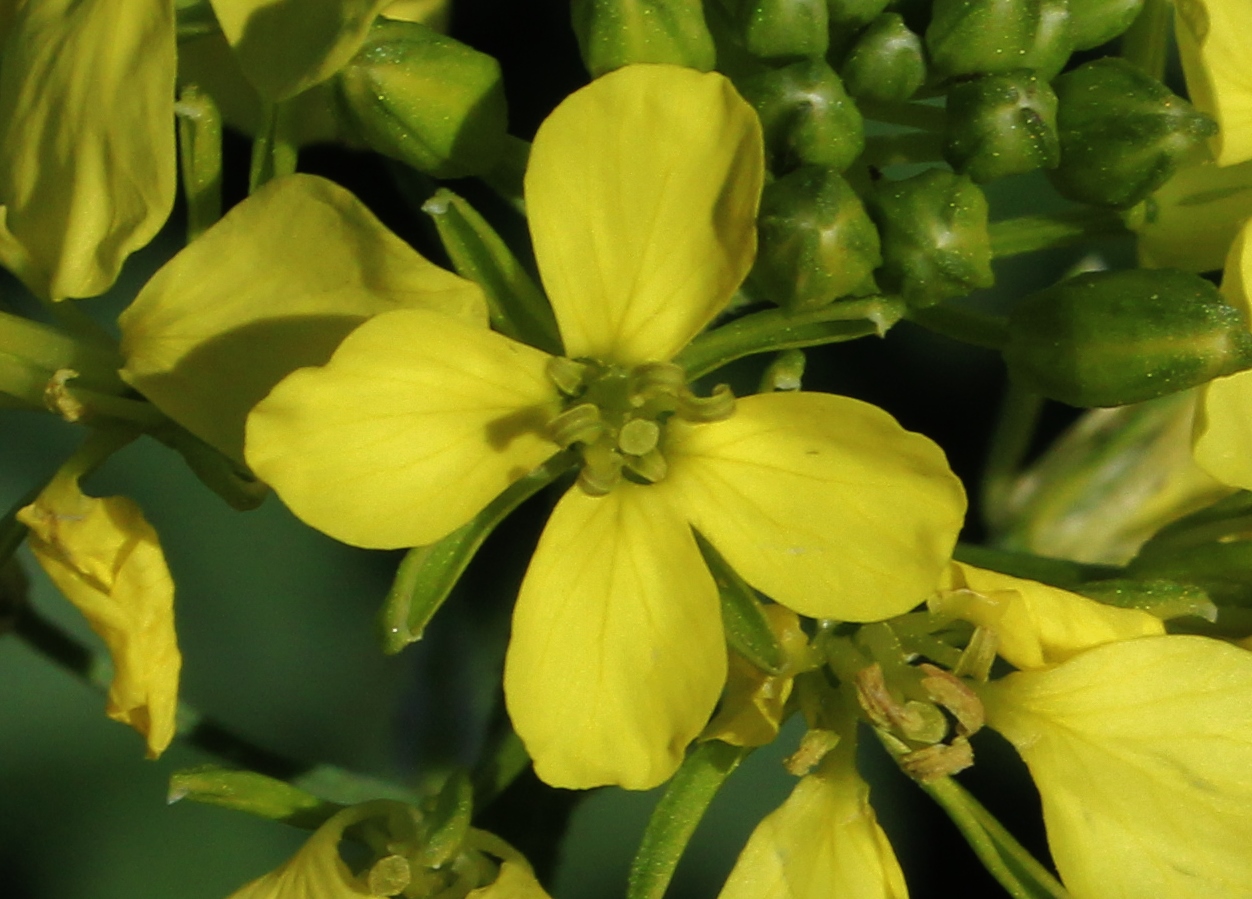 Biodiversity of Cyprus by NGO Protection of the Natural Heritage and ...