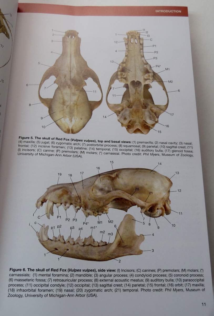 Book Review - Canids of the World, Princeton Field Guides - Travels ...