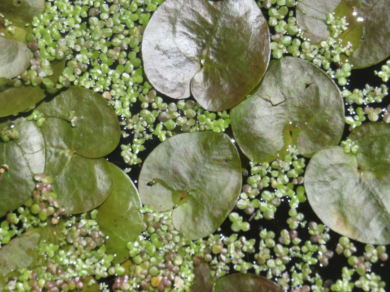 Walking in the Wentloog Levels Where Wetlands Meet the Sea |The Green Bard