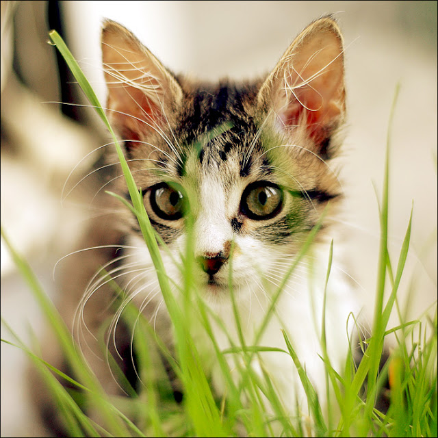 20 Pictures of the Most Adorable Animals | Tyzonn