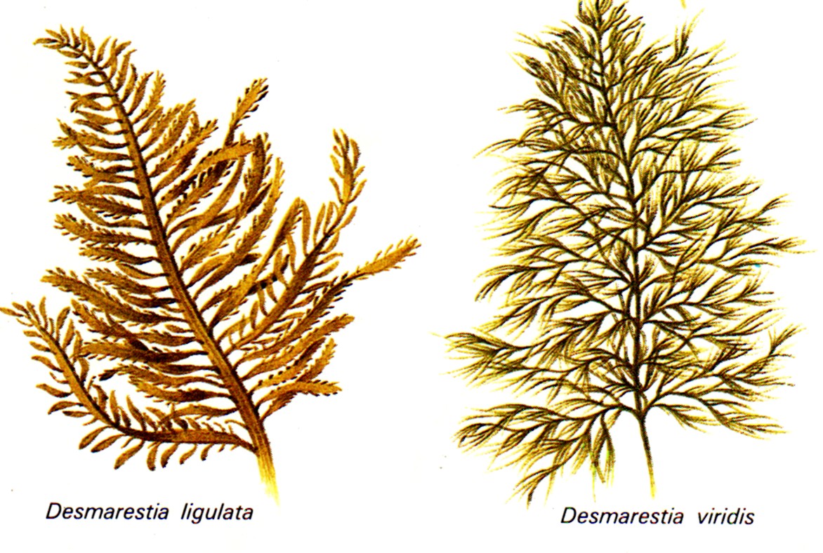 artemia y el cajón de-sastre: Reino Protoctista