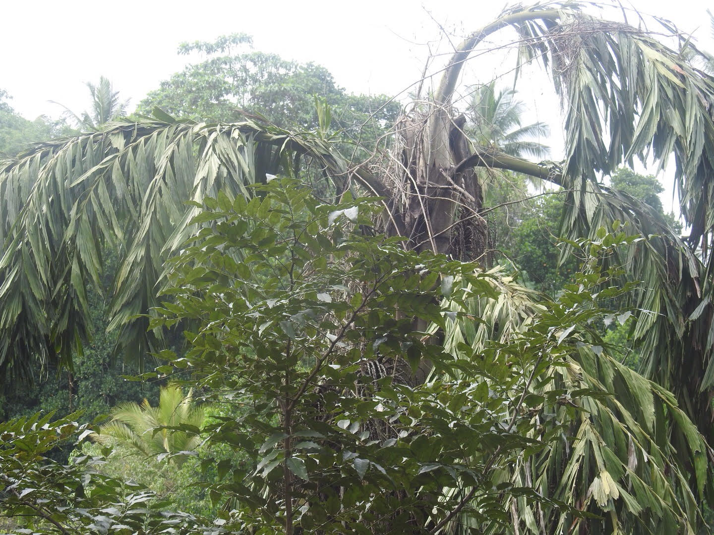 lakshman illangakoon ඉලංගකෝන්ගේ විවරණය : I saw a monitor on a Kithul ...