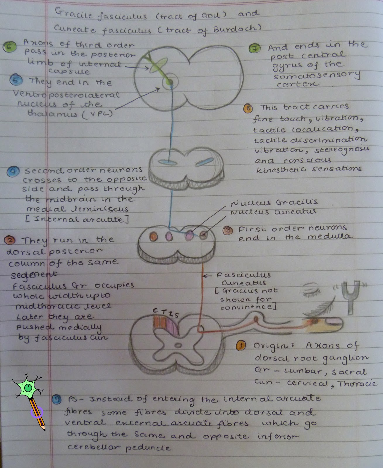 Medicowesome: Fasciculus gracilis and cuneatus