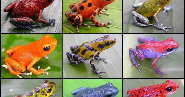 Superinteressante -- Blog Super Interessante: Sapos coloridos venenosos