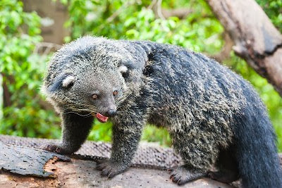 The Binturong Animals | Amazing Facts & News Pictures | The Wildlife