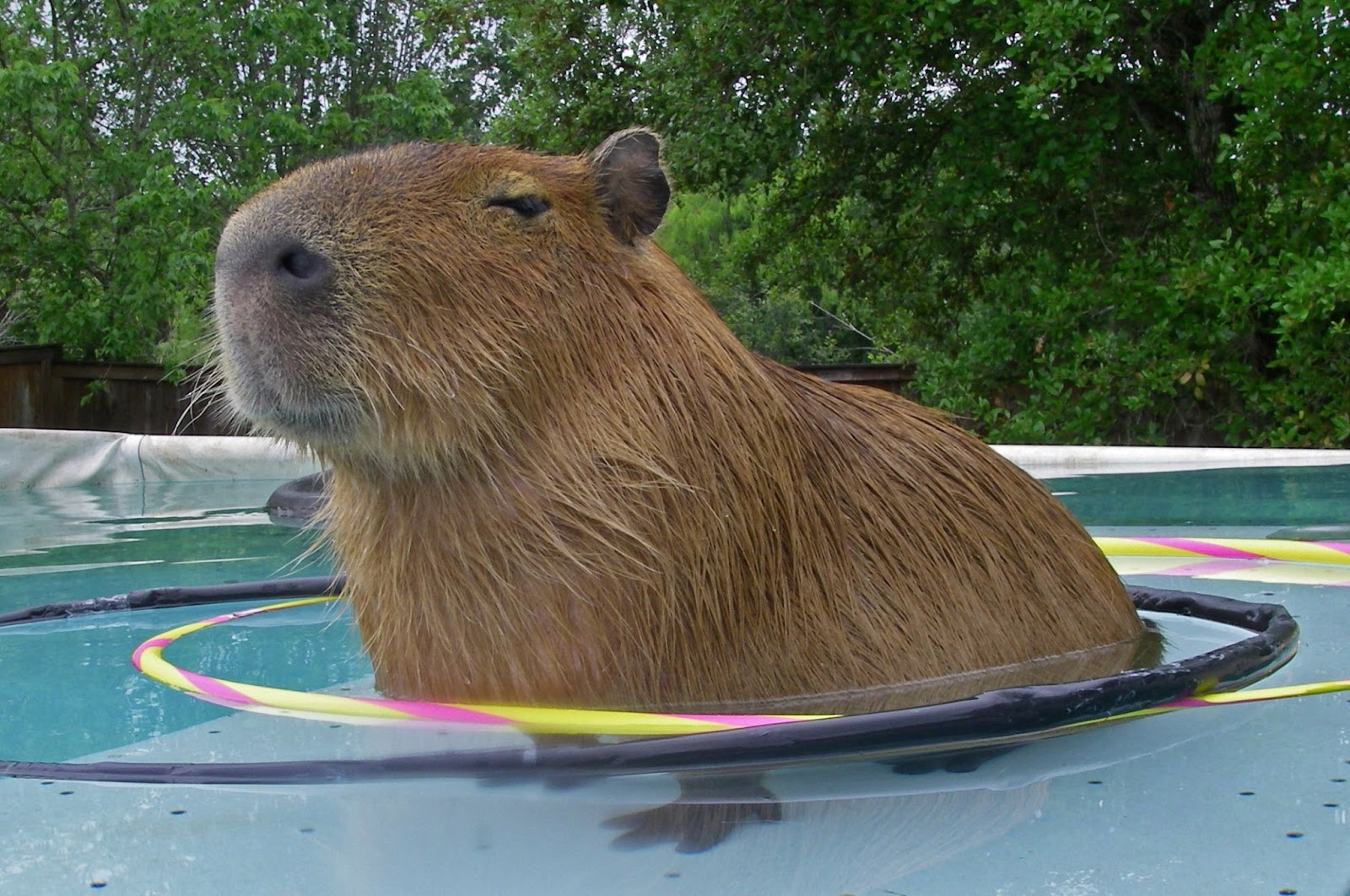 Hiya Heidi: Capybara