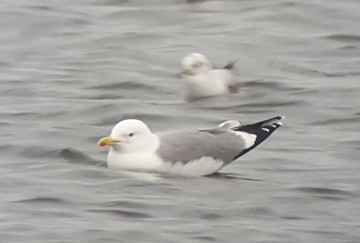 A Field Notebook: Pennington Flash gull roost