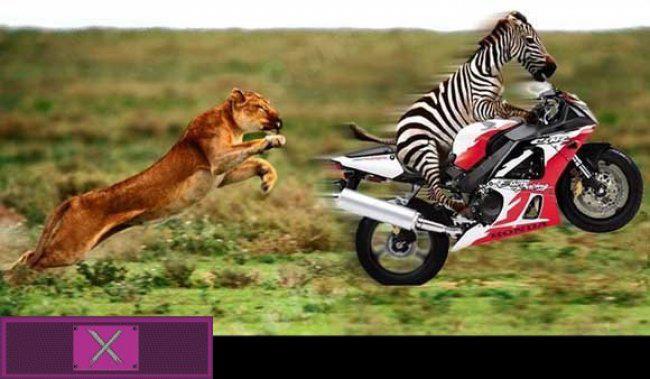 Can the Big Cat be Faster against a Motorbike Funny Picture