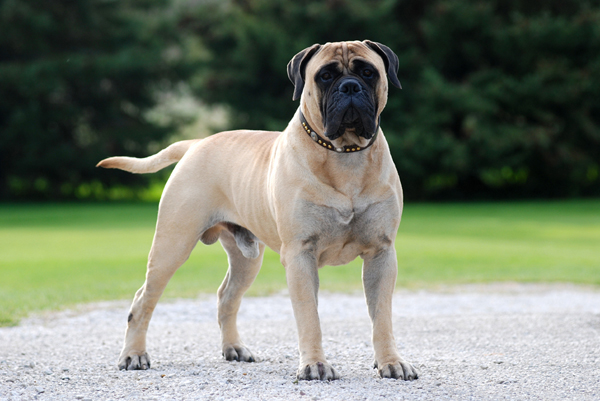 5 best and strongest guard dogs in the world - We Count 5