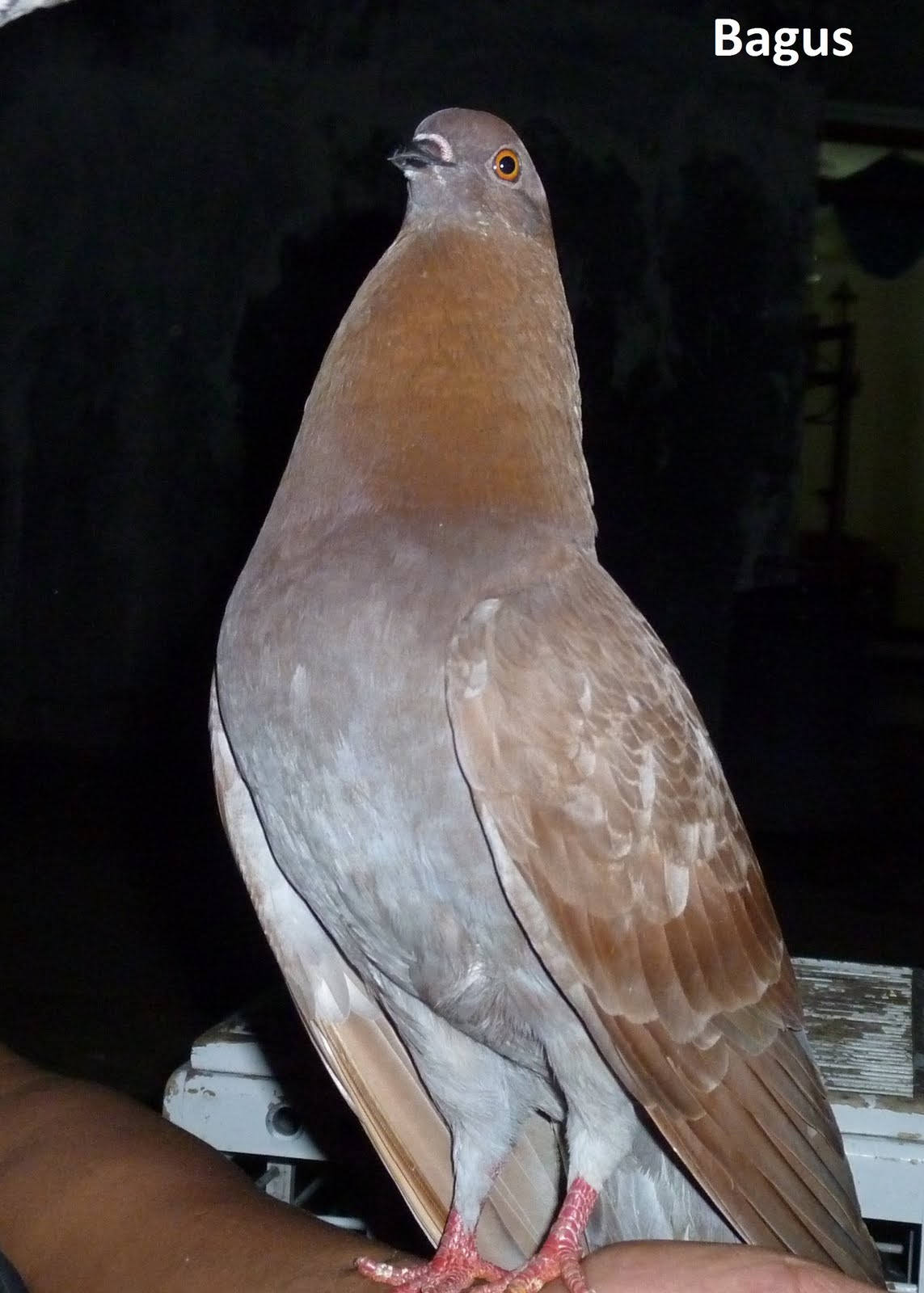 MERPATI BALAP TINGGIAN: Bagus- Merpati Tinggian