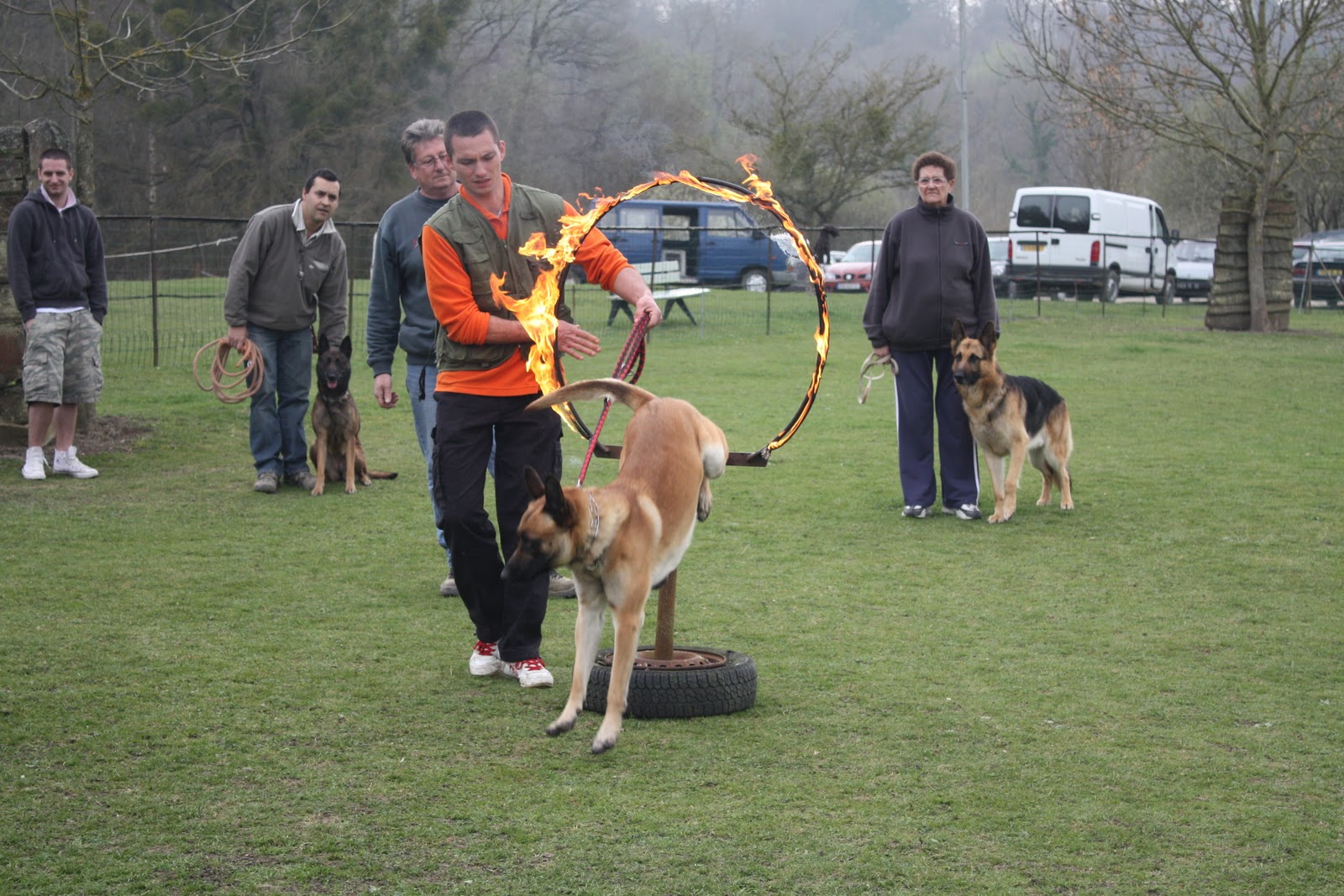 willcaninea51: renforcement musculaire du chien de sport