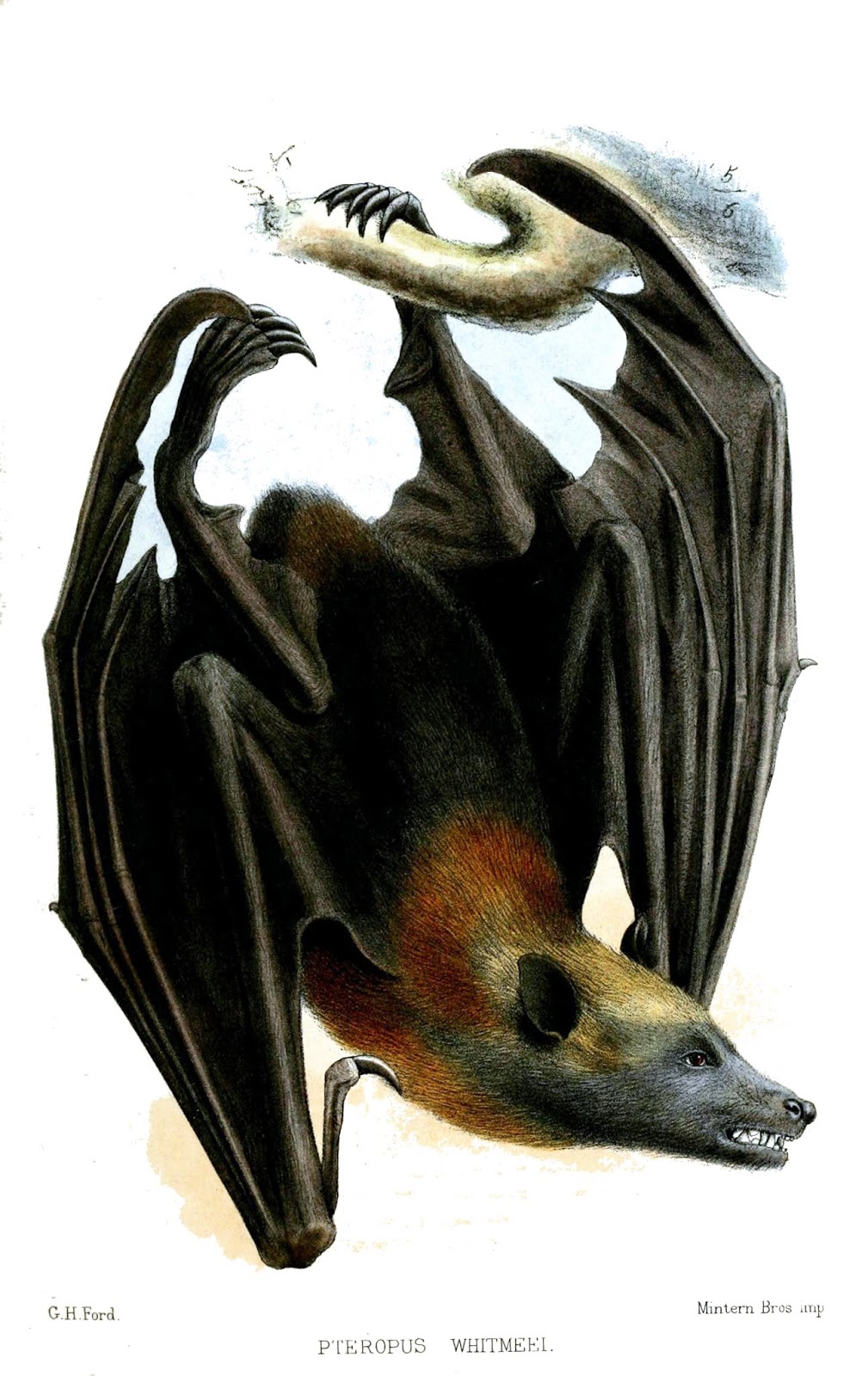 Legends of the South Pacific: The Story of the Rat and the Flying-Fox