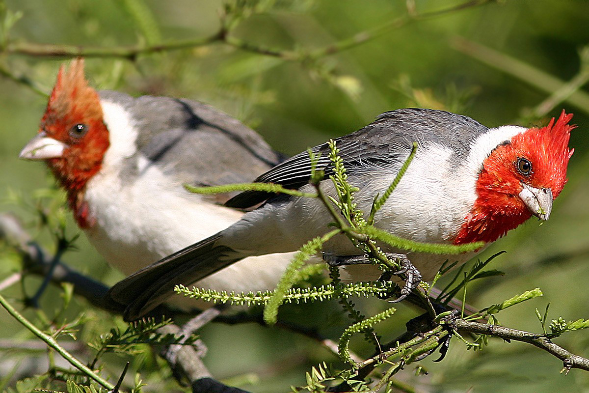 Cardenal copete rojo wallpapers
