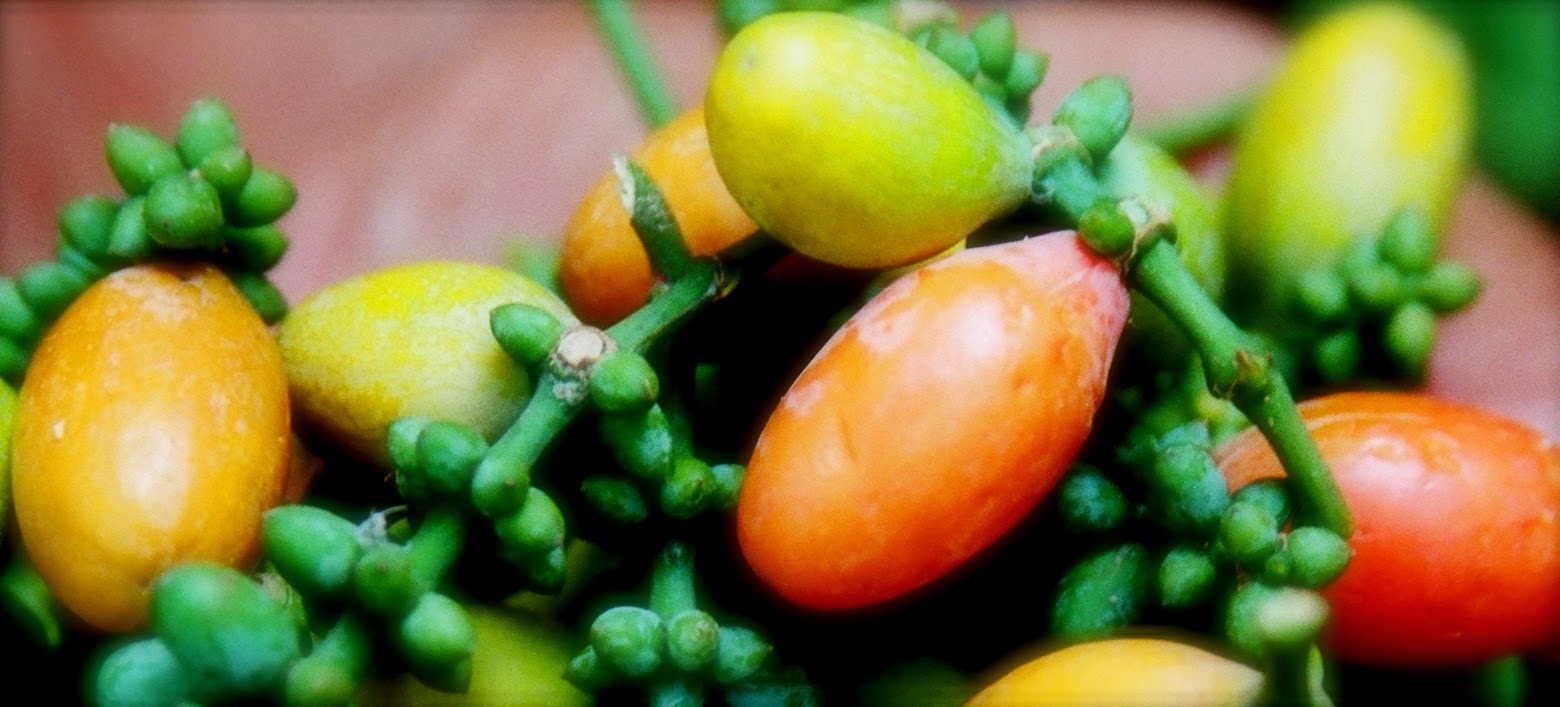 Kelas Gnetinae ~ Handes Scream