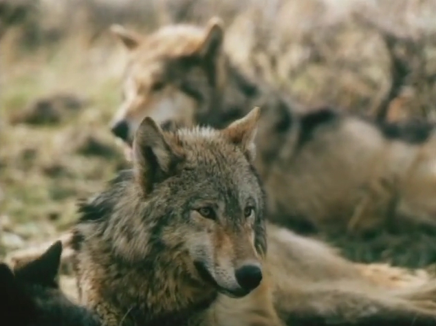 White Wolf : Wolves Omnitheater film - trailer