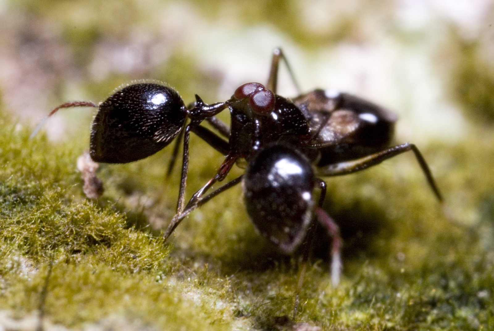 Real Monstrosities: Bug-eyed Bug