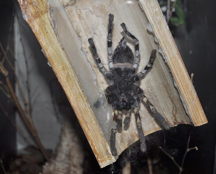 ZOOTOGRAFIANDO (6.096 ANIMALS): TARÁNTULA ARBORÍCOLA INDIA / INDIAN ...