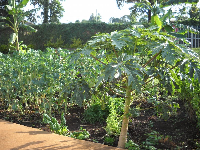 Word and Deed: Tour of McCropder Shamba