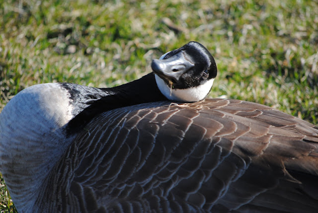 RAZMATAZ: Goose Yoga
