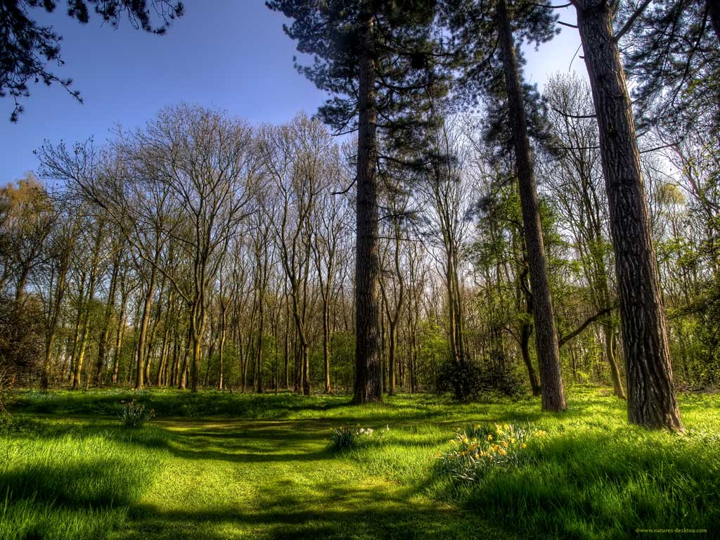 nature wallpaper: New Spring Forest Wallpaper