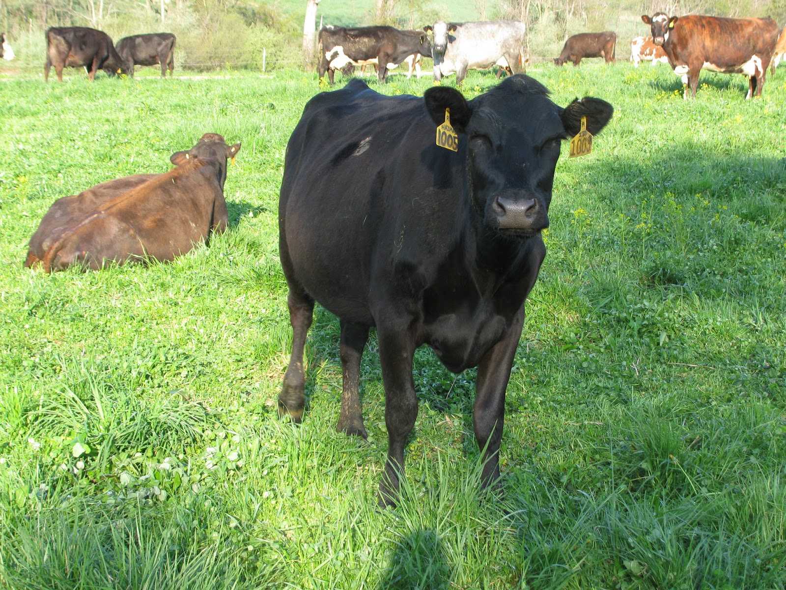 Amazing Grace Dairy: 160 Cows on One Acre...for 12 Hours!