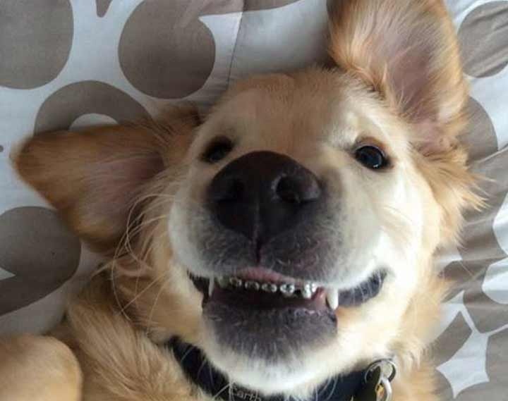 ElYerbateroMCBO: Brackets para Perros