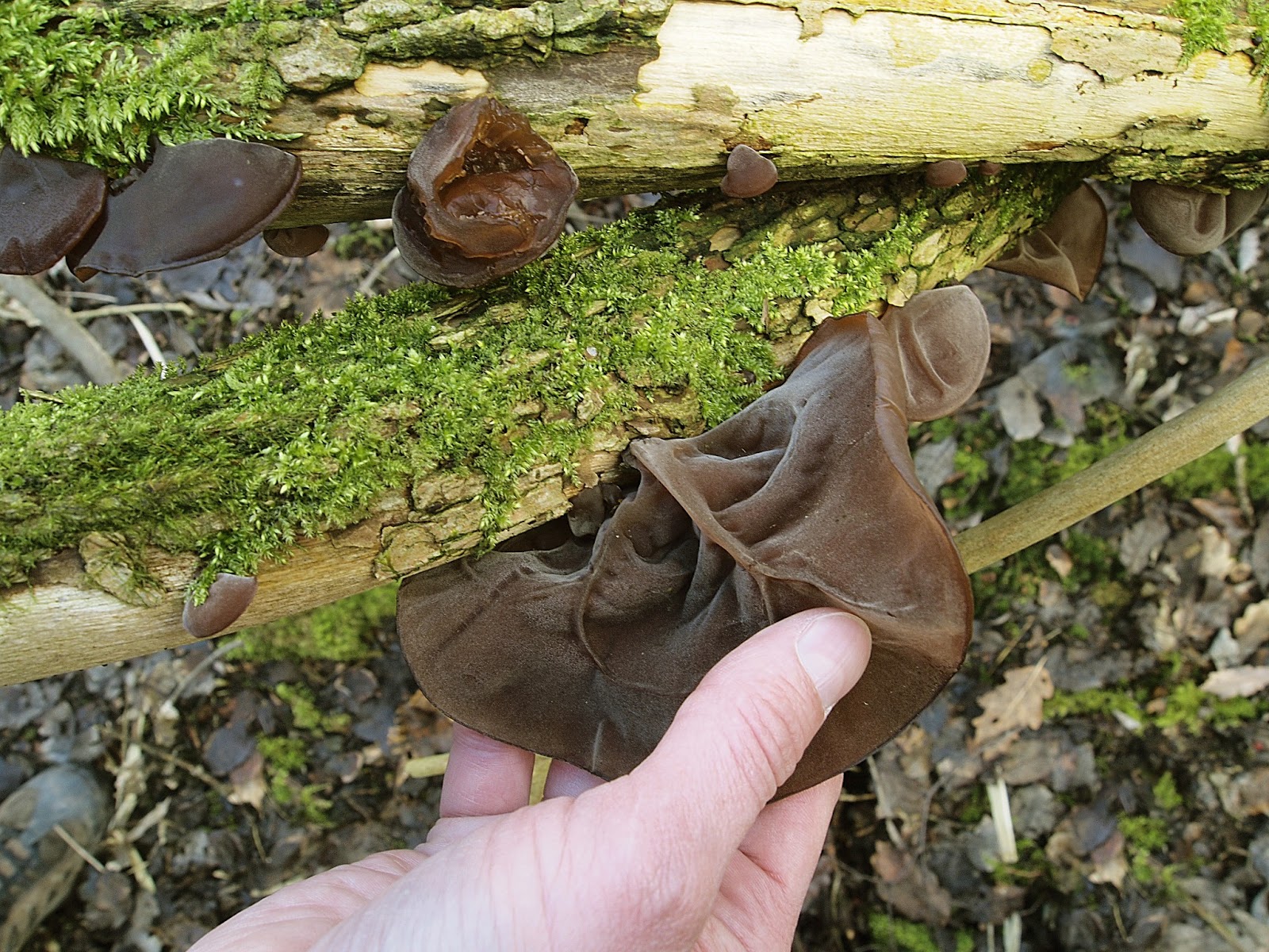 Calderdale Fungi - Halifax Scientific Society - Mycology Section: North ...