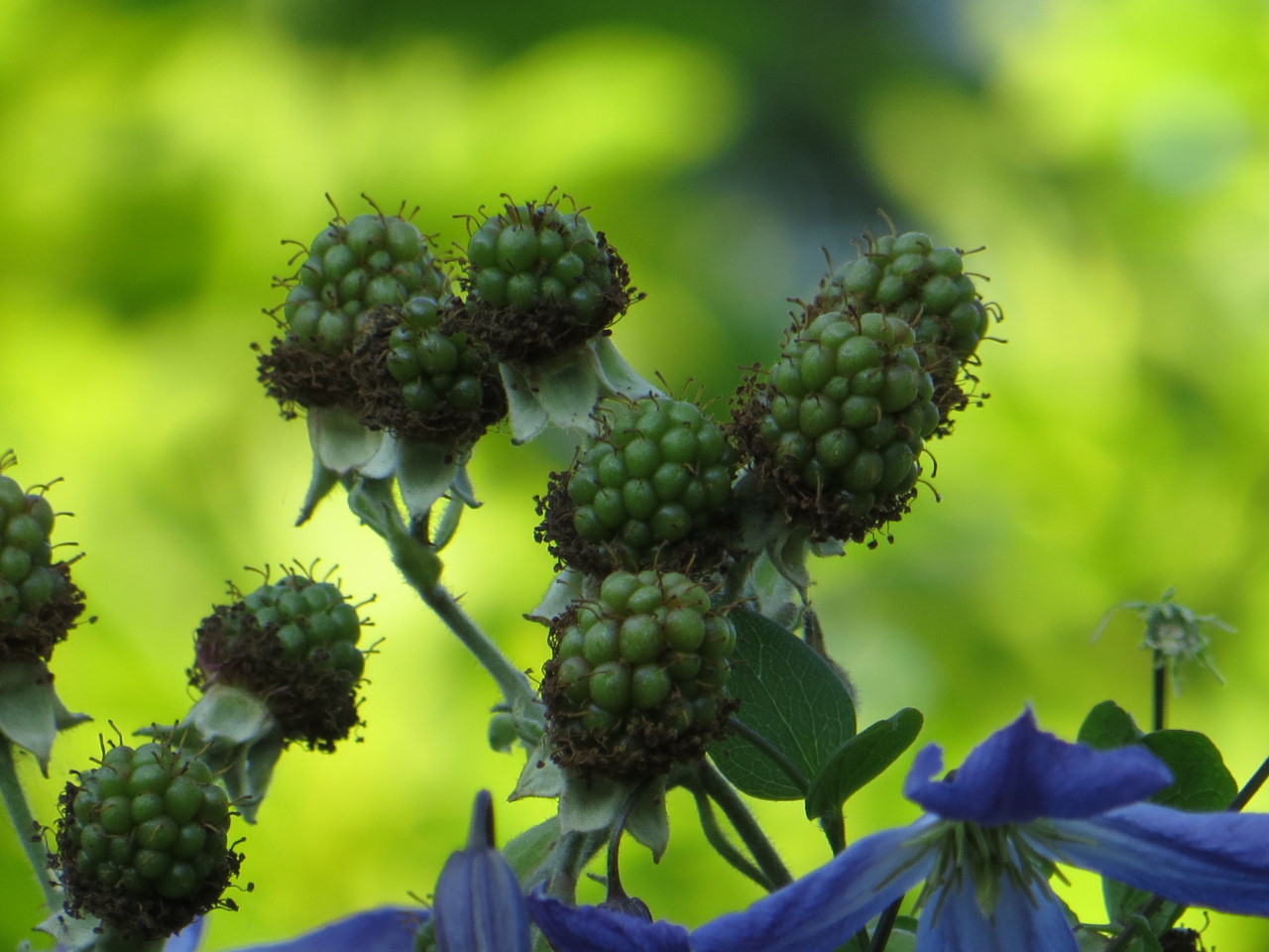 God is in de stilte: De braam van knop naar vrucht