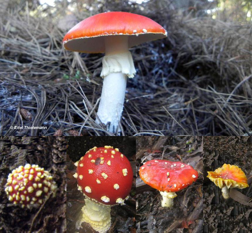 Apuntes botánicos: Hongos chilenos