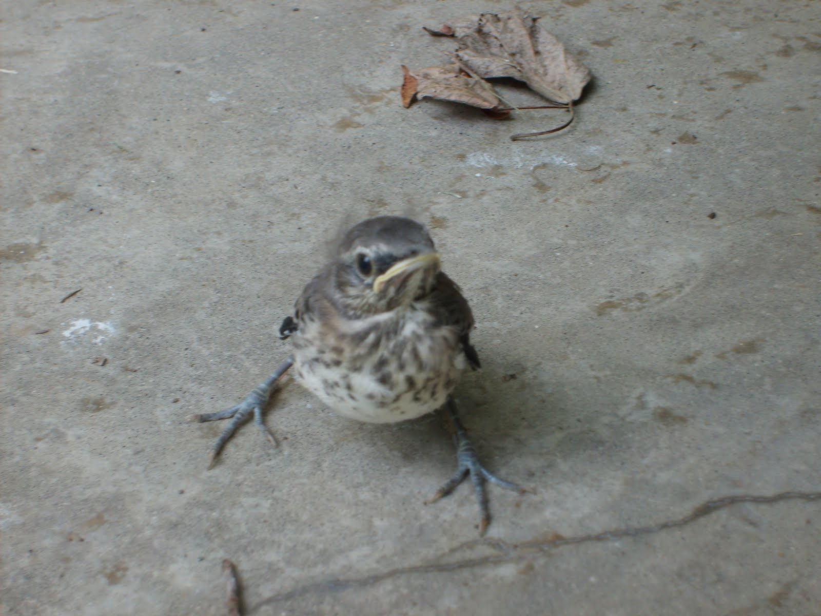 Mary's Louisiana Garden: Baby Mockingbird