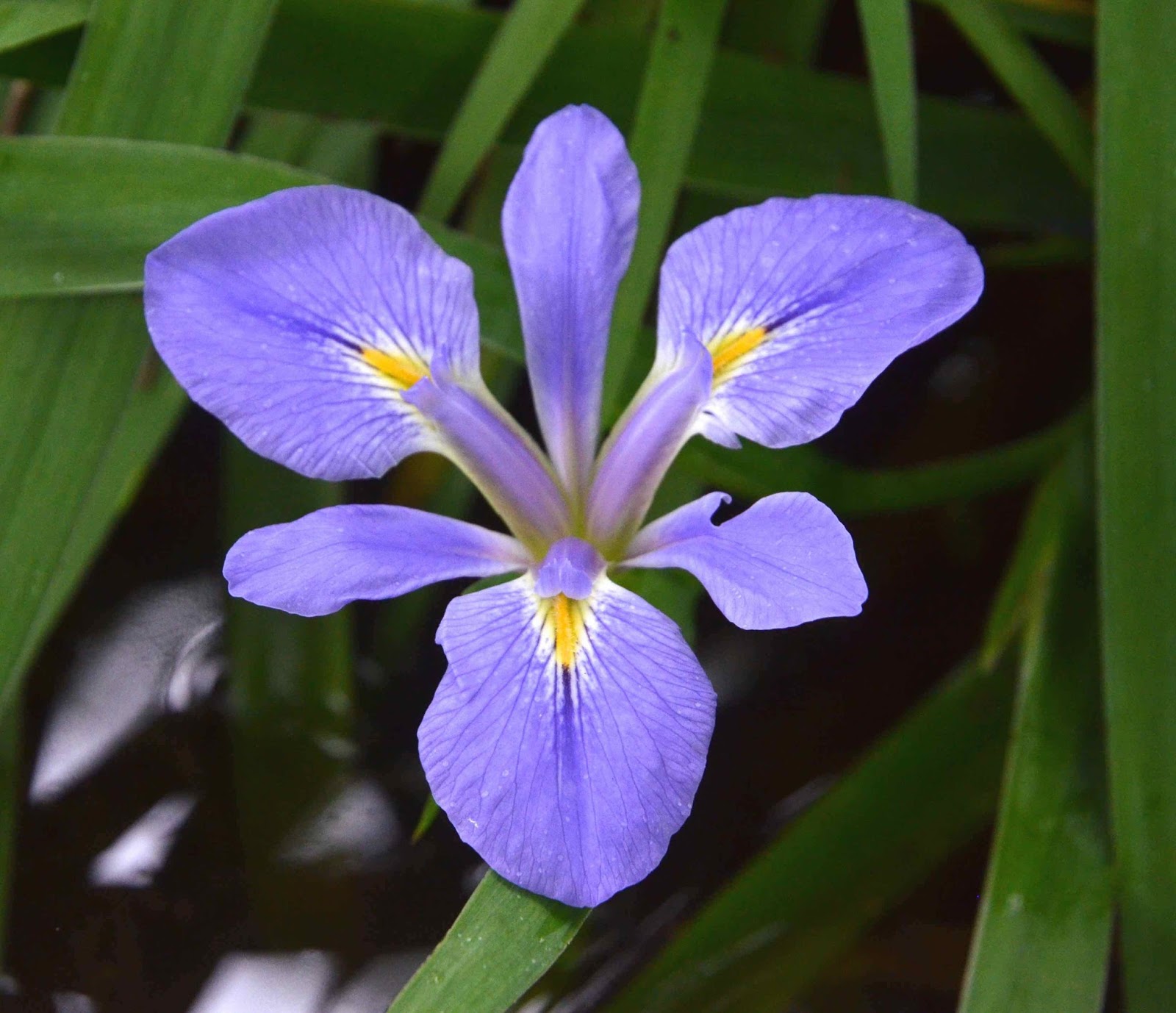 World of Irises: The Louisiana Iris Species Preservation Project
