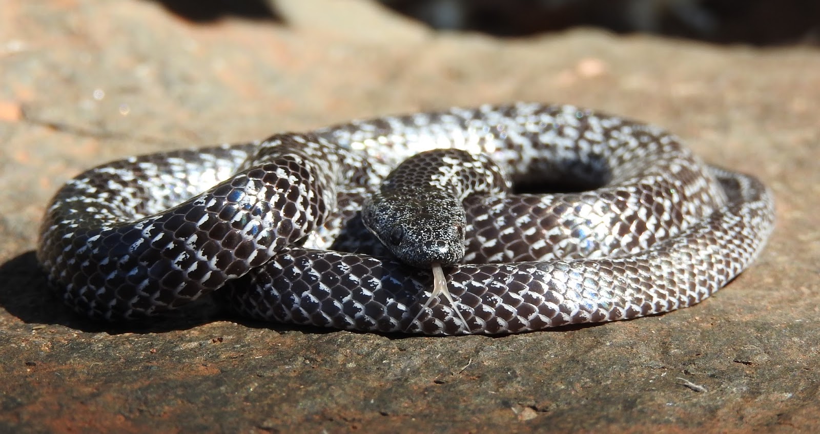 Soutpansberg Centre for Biodiversity and Conservation : October 2 - 23 ...