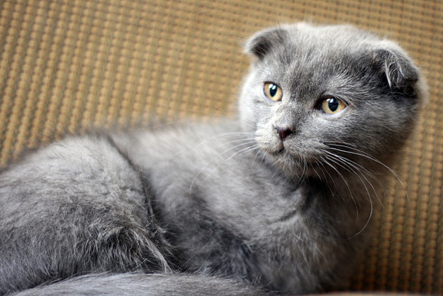 YOur Passion,YOur Life!: 10 Gambar Scottish Fold ,Kucing Mutan yang ...