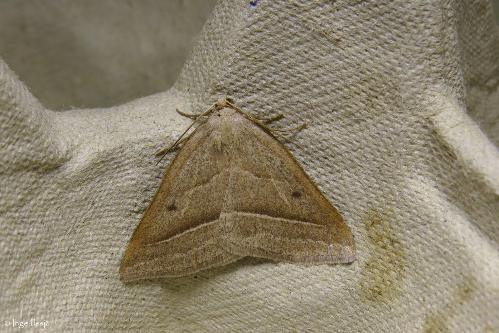 NaturFotoz: LepiLED - Spangereid, Lindesnes 13. mai 2018