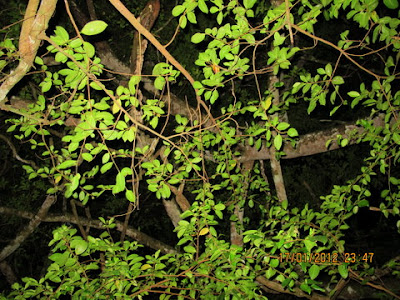 BERSAMA MAZIDUL: POKOK JEJAWI